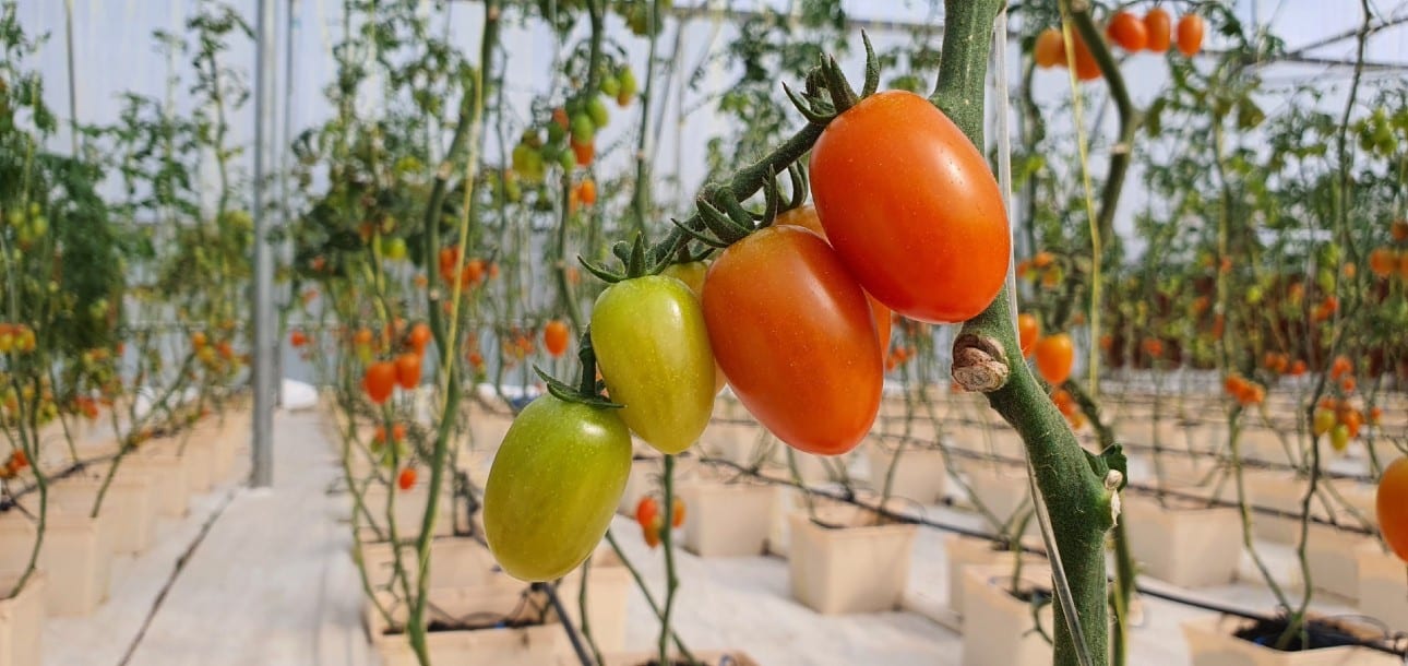 Eza Neza – Products – RwandaMart